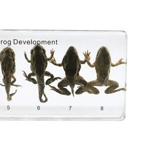 Lifecycle of a Frog Development Paperweight Specimens Paperweight Science Classroom Animal Specimen for Science Education