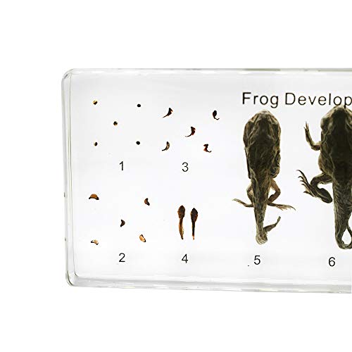 Lifecycle of a Frog Development Paperweight Specimens Paperweight Science Classroom Animal Specimen for Science Education