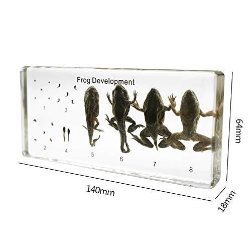 Lifecycle of a Frog Development Paperweight Specimens Paperweight Science Classroom Animal Specimen for Science Education