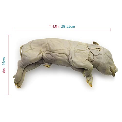 Anatomy Lab Preserved Fetal Pig Specimen for Dissection, for Biology Classroom, 11-13 Inches Plain Injection, Vacuum Pack of 10