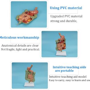 PAASHE Anatomy Model Human Stomach Anatomy Model Organs Model Human Body Model Stomach Section Large Small Intestine Medical Model Study Education