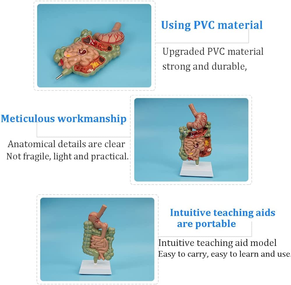 PAASHE Anatomy Model Human Stomach Anatomy Model Organs Model Human Body Model Stomach Section Large Small Intestine Medical Model Study Education