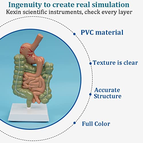 PAASHE Anatomy Model Human Stomach Anatomy Model Organs Model Human Body Model Stomach Section Large Small Intestine Medical Model Study Education