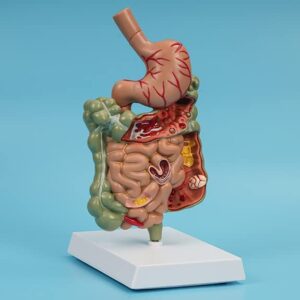 PAASHE Anatomy Model Human Stomach Anatomy Model Organs Model Human Body Model Stomach Section Large Small Intestine Medical Model Study Education