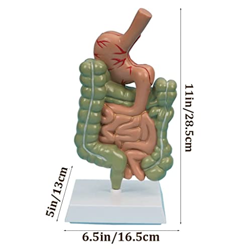 PAASHE Anatomy Model Human Stomach Anatomy Model Organs Model Human Body Model Stomach Section Large Small Intestine Medical Model Study Education