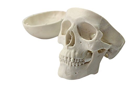 Doc.Royal Education Mini Skull Human Medical Anatomical Head Bone Skull Bone Model