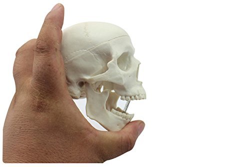 Doc.Royal Education Mini Skull Human Medical Anatomical Head Bone Skull Bone Model