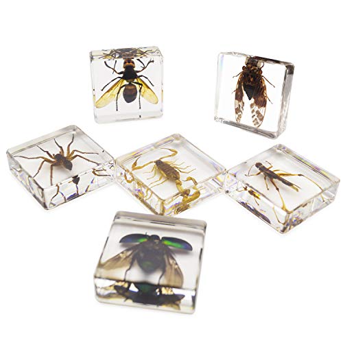 6 PCS Insect Specimen Set,Cicada,Wasp,Spider,Scorpion,Locust,Chafer Resin Collection Science Toys