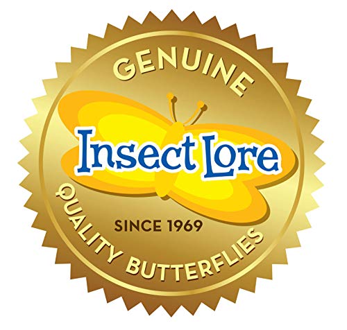 Insect Lore - Butterfly Growing Kit - With Voucher to Redeem Caterpillars Later