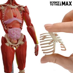 Be Amazing! Toys Interactive Human Body - 60 Piece Fully Poseable Anatomy Figure – 14” Tall Model - Anatomy Kit – Removable Muscles, Organs,Bones STEM Toy – Ages 8+