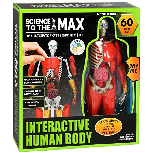 Be Amazing! Toys Interactive Human Body - 60 Piece Fully Poseable Anatomy Figure – 14” Tall Model - Anatomy Kit – Removable Muscles, Organs,Bones STEM Toy – Ages 8+