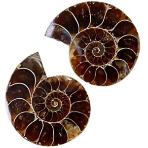 iplusmile 2pcs animal fossil collection paleontology fossil sample science specimen snails ammonite fossil ornaments for biological science educational teaching props