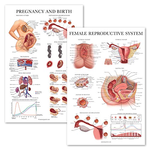 2 Pack - Female Reproductive Anatomy Poster + Pregnancy and Birth Anatomy Chart - Laminated