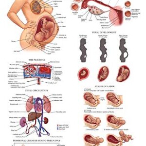 2 Pack - Female Reproductive Anatomy Poster + Pregnancy and Birth Anatomy Chart - Laminated