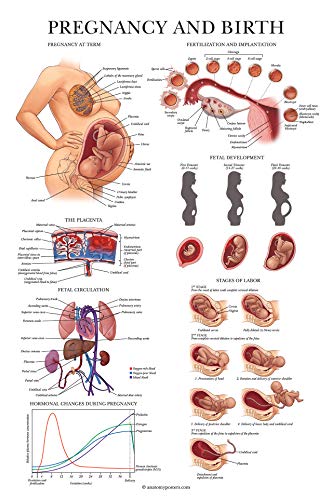 2 Pack - Female Reproductive Anatomy Poster + Pregnancy and Birth Anatomy Chart - Laminated