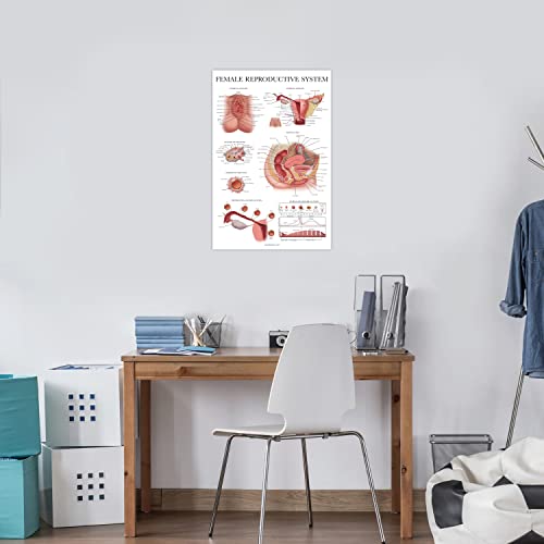 2 Pack - Female Reproductive Anatomy Poster + Pregnancy and Birth Anatomy Chart - Laminated