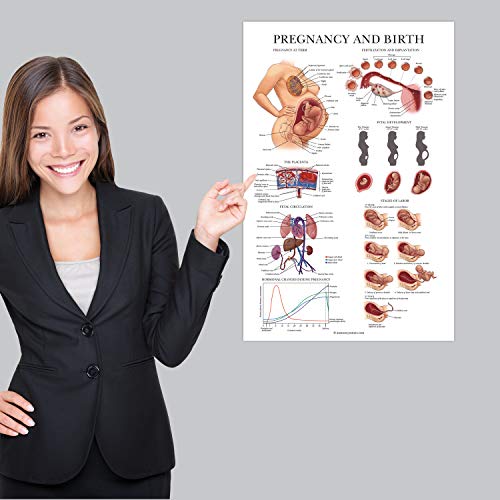 2 Pack - Female Reproductive Anatomy Poster + Pregnancy and Birth Anatomy Chart - Laminated