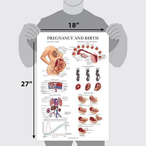 2 Pack - Female Reproductive Anatomy Poster + Pregnancy and Birth Anatomy Chart - Laminated