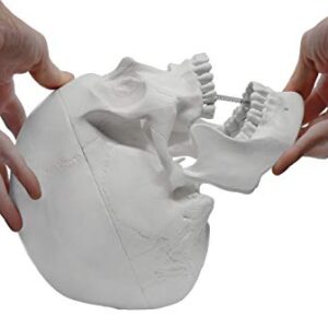 Human Anatomical Skull Model, 3 Part - Medical Quality Plastic Replica - 9" Height - Removable Calvaria - Articulated Mandible - Eisco Labs