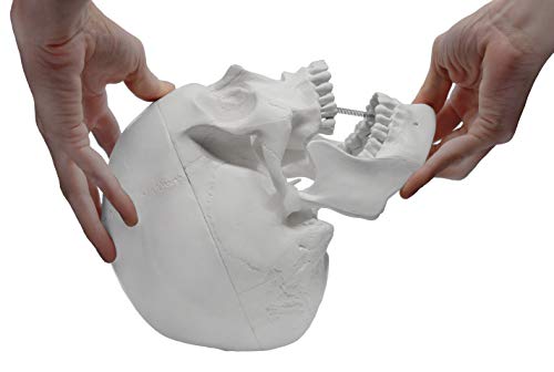 Human Anatomical Skull Model, 3 Part - Medical Quality Plastic Replica - 9" Height - Removable Calvaria - Articulated Mandible - Eisco Labs