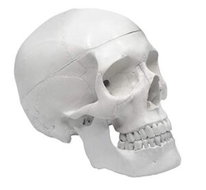 human anatomical skull model, 3 part – medical quality plastic replica – 9″ height – removable calvaria – articulated mandible – eisco labs