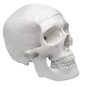 Human Anatomical Skull Model, 3 Part - Medical Quality Plastic Replica - 9" Height - Removable Calvaria - Articulated Mandible - Eisco Labs