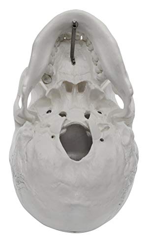 Human Anatomical Skull Model, 3 Part - Medical Quality Plastic Replica - 9" Height - Removable Calvaria - Articulated Mandible - Eisco Labs