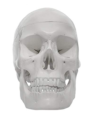 Human Anatomical Skull Model, 3 Part - Medical Quality Plastic Replica - 9" Height - Removable Calvaria - Articulated Mandible - Eisco Labs