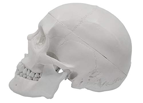 Human Anatomical Skull Model, 3 Part - Medical Quality Plastic Replica - 9" Height - Removable Calvaria - Articulated Mandible - Eisco Labs