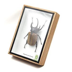 TAXIBUGS Rare Giant 5 Horn Rhino/Rhinoceros Beetle, Eupatorus gracilicornis, Taxidermy Insect Box Entomology Gift (Wooden Box)