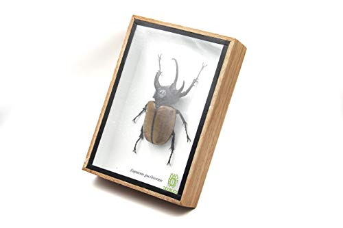 TAXIBUGS Rare Giant 5 Horn Rhino/Rhinoceros Beetle, Eupatorus gracilicornis, Taxidermy Insect Box Entomology Gift (Wooden Box)