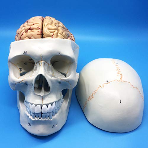 Learning Resources Human Skull and Brain Anatomical Model, Anatomically Accurate Human Skull and Brain Life Size Anatomy Model for Science Classroom Study Display Teaching Model