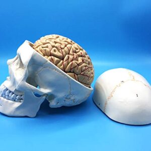 Learning Resources Human Skull and Brain Anatomical Model, Anatomically Accurate Human Skull and Brain Life Size Anatomy Model for Science Classroom Study Display Teaching Model