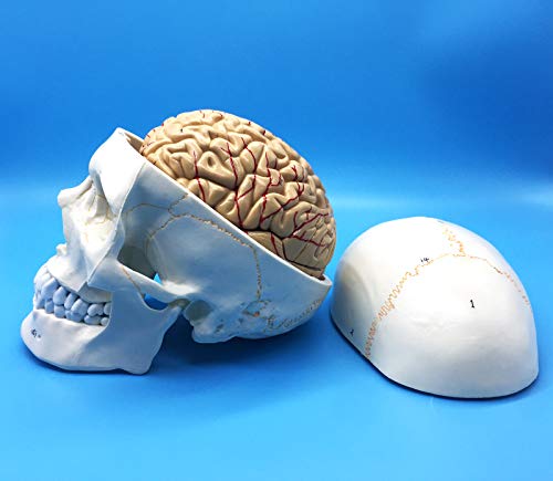 Learning Resources Human Skull and Brain Anatomical Model, Anatomically Accurate Human Skull and Brain Life Size Anatomy Model for Science Classroom Study Display Teaching Model