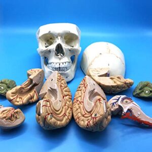 Learning Resources Human Skull and Brain Anatomical Model, Anatomically Accurate Human Skull and Brain Life Size Anatomy Model for Science Classroom Study Display Teaching Model