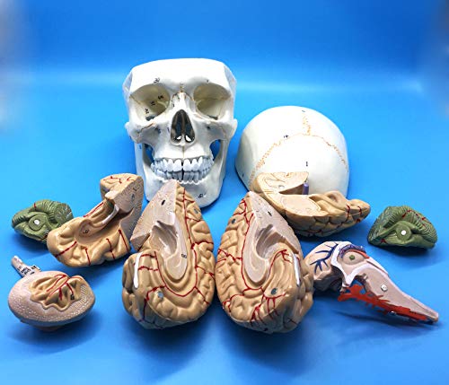 Learning Resources Human Skull and Brain Anatomical Model, Anatomically Accurate Human Skull and Brain Life Size Anatomy Model for Science Classroom Study Display Teaching Model