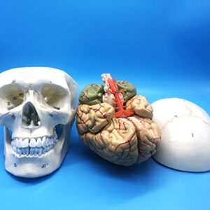 Learning Resources Human Skull and Brain Anatomical Model, Anatomically Accurate Human Skull and Brain Life Size Anatomy Model for Science Classroom Study Display Teaching Model