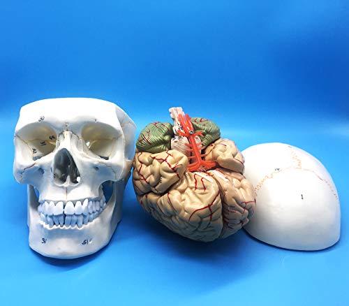 Learning Resources Human Skull and Brain Anatomical Model, Anatomically Accurate Human Skull and Brain Life Size Anatomy Model for Science Classroom Study Display Teaching Model