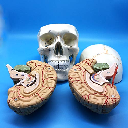 Learning Resources Human Skull and Brain Anatomical Model, Anatomically Accurate Human Skull and Brain Life Size Anatomy Model for Science Classroom Study Display Teaching Model