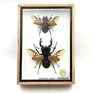 TAXIBUGS Real Beetle Display Taxidermy Odontolabis Elegans Insect Bug Entomology Box Wood Framed (Male & Female) (Wooden Box)