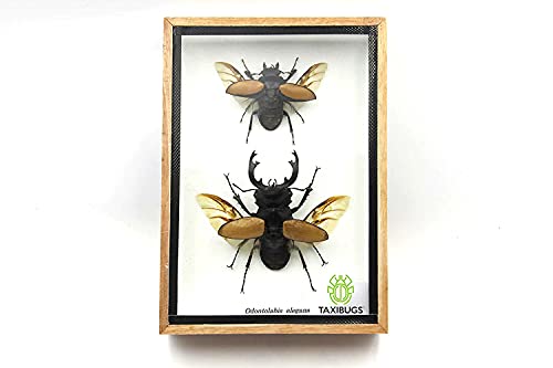 TAXIBUGS Real Beetle Display Taxidermy Odontolabis Elegans Insect Bug Entomology Box Wood Framed (Male & Female) (Wooden Box)