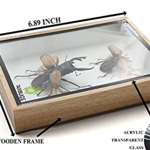 TAXIBUGS Real Beetle Display Taxidermy Odontolabis Elegans Insect Bug Entomology Box Wood Framed (Male & Female) (Wooden Box)