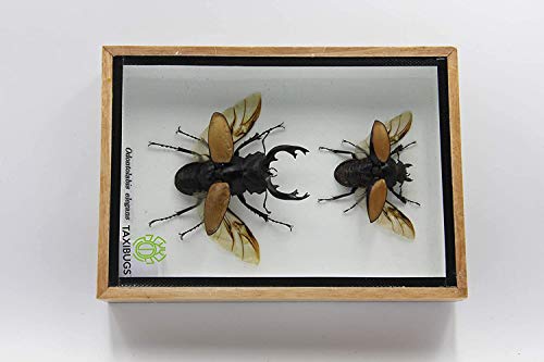 TAXIBUGS Real Beetle Display Taxidermy Odontolabis Elegans Insect Bug Entomology Box Wood Framed (Male & Female) (Wooden Box)