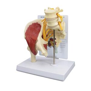 hip joint w/sciatic nerve model | human body anatomy replica of normal muscled hip joint w/sciatic nerve for doctors office educational tool | gpi anatomicals