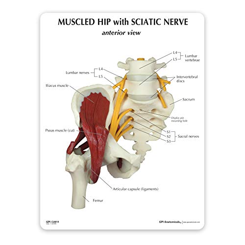 Hip Joint w/Sciatic Nerve Model | Human Body Anatomy Replica of Normal Muscled Hip Joint w/Sciatic Nerve for Doctors Office Educational Tool | GPI Anatomicals