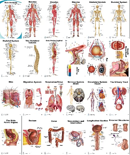 Muscles and Skeletal Anatomy Pocket Charts