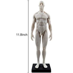 BONEW Dental 30CM Resin Human Anatomical Anatomy Skull Head Body Model Muscle Bone Model Male and Female