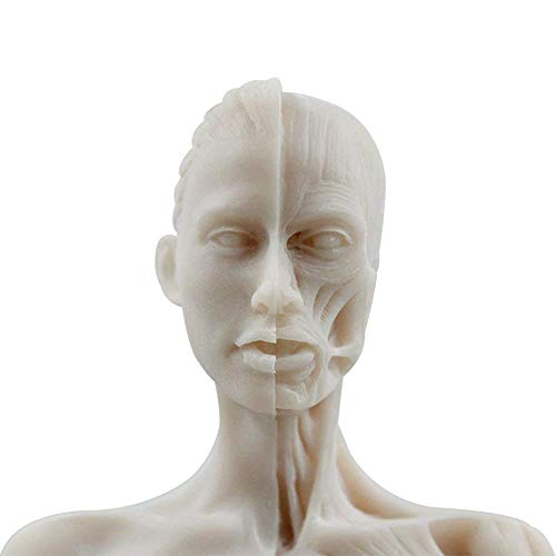 BONEW Dental 30CM Resin Human Anatomical Anatomy Skull Head Body Model Muscle Bone Model Male and Female