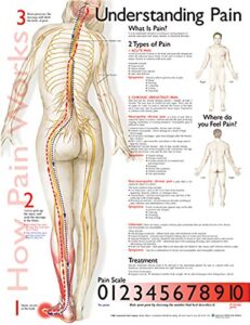 understanding pain anatomical chart