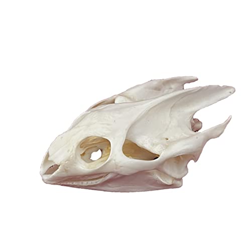 ZCZC Taxidermy Exquisite Collection of Real Animal Skull Bone Specimen, Skull Decoration for Home, Collectibles Study,, Cleaned and Bleached Fox, Mink, Coypu, Cat Skull (Turtle Skull)